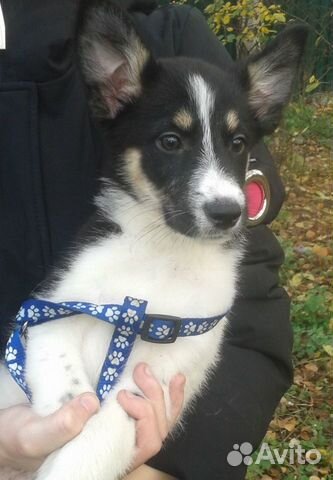 Щенок Кнопа