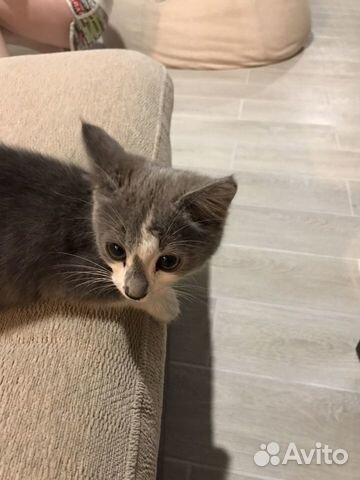 2 котёнка (кот и кошечка)