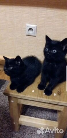 Кошочки