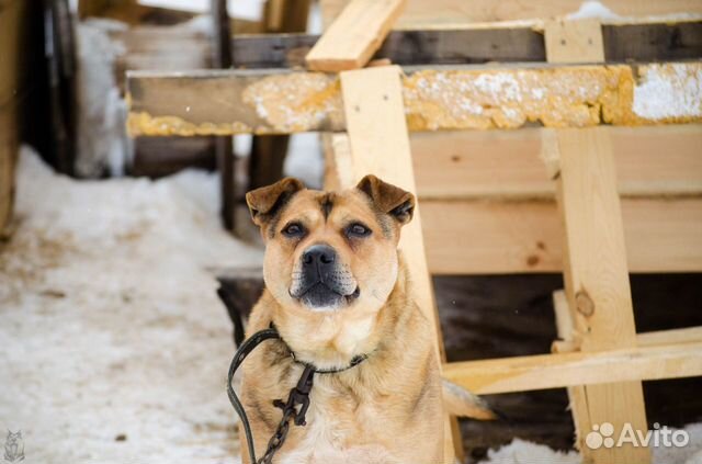 Сэм в добрые руки