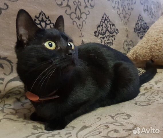 Мини-пантера Патриция ищет дом