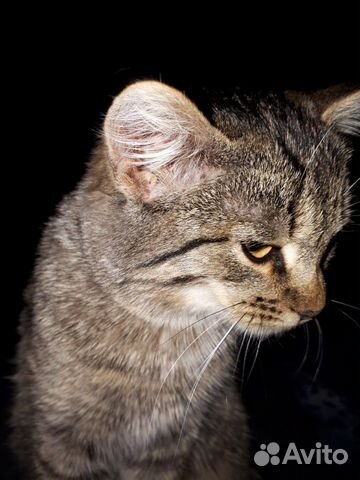 Очаровательная кошка ищет любящую семью