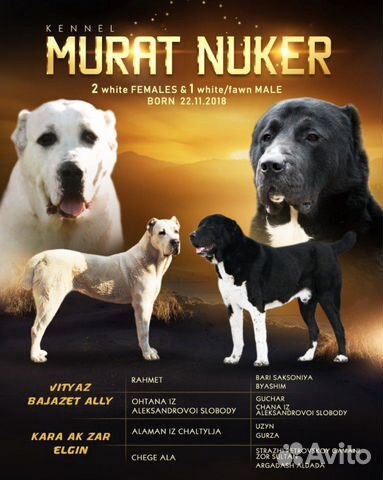 Щенок алабая (сука) из питомника Мурат Нукер