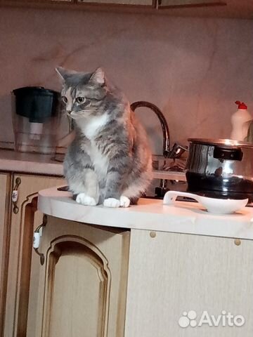 Продам кошку