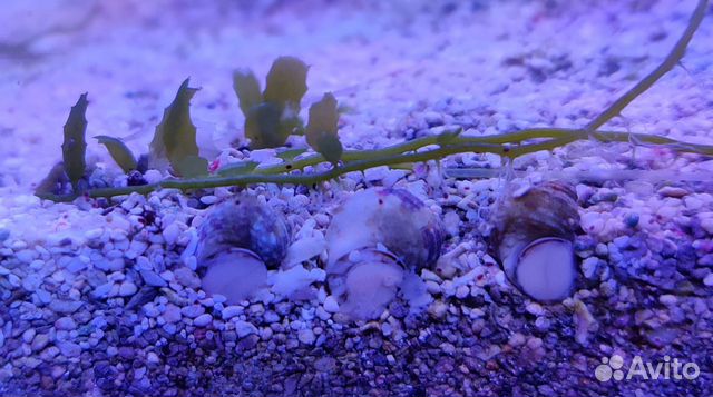 Улитки для морского аквариума