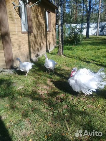 Индюк и индюшки