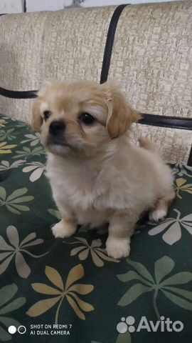 Щенки чихуахуа, два мальчика