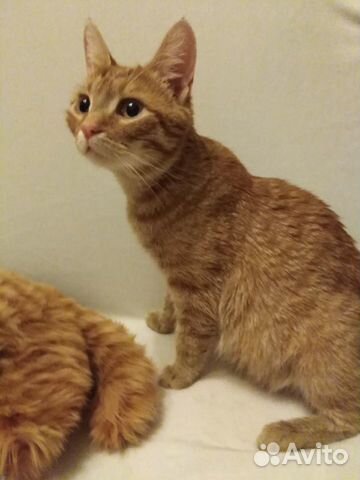 Фанта ищет дом