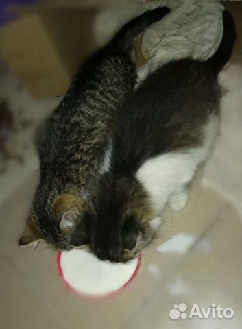 Котята, которые нуждаются в самых лучших хозяевах