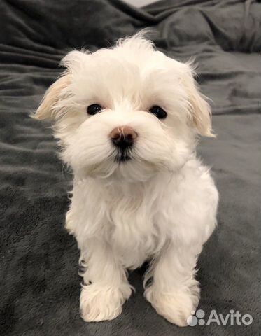 Девочка Мальтийская Болонка