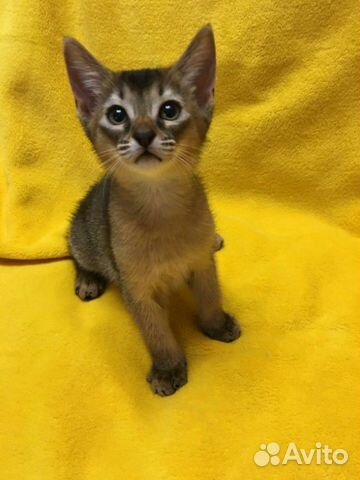 Абиссинские шикарные котята