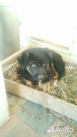 Щенок- мальчик