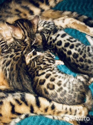 Бенгальские котята