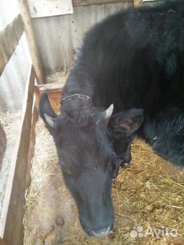 Стелние тёлочки 3 шт