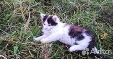 Котенок под сибирского от бабушки Нины