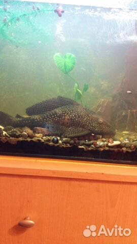 Рыба аквариумная большая