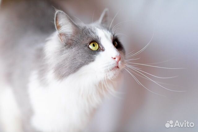 Добряк и ласкун Лука