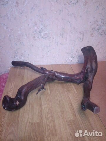 Коряга мангрового дерева