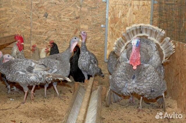 Семья Индюков