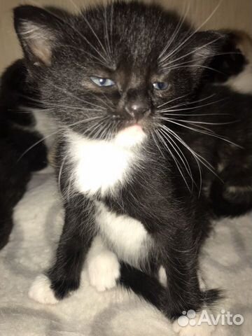 Котята