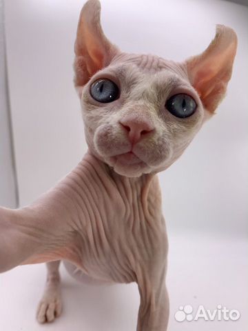 Кошечка Эльф