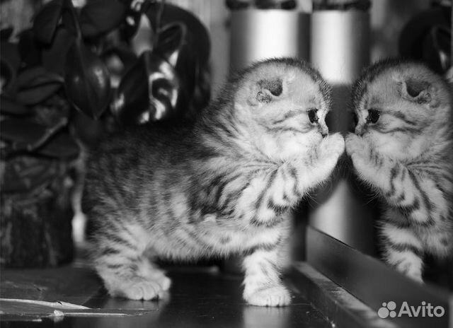 Звездный мальчик Микки-Монтана