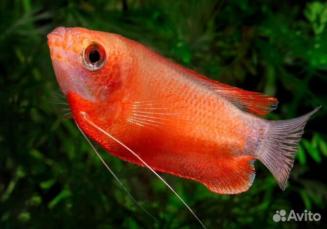 Гурами красный медовый