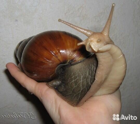 Улитка ахатина