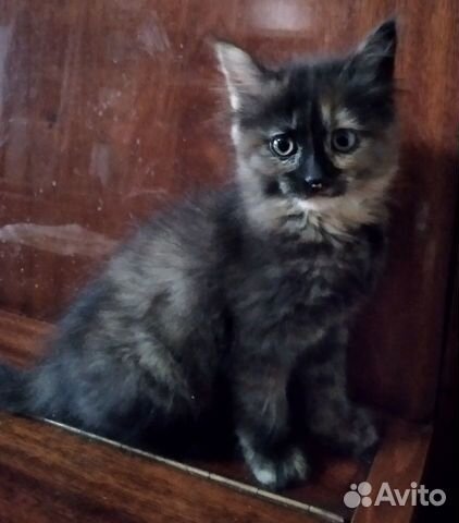 Котенок Анфиса