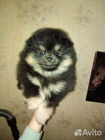 Микро померанский шпиц Девочка