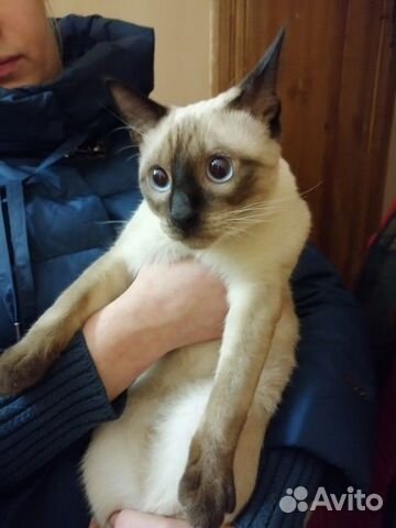 Тайский котенок ищет дом