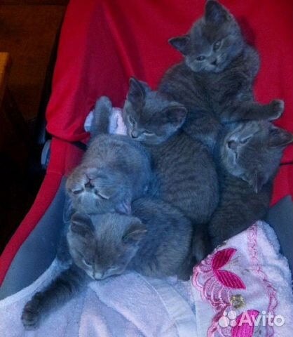 Британские котята