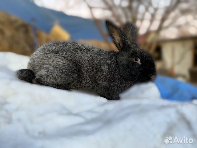 Породистые кролики