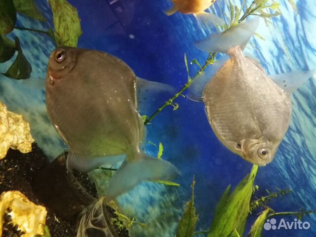 Аквариумный рыбки. Метиннис серебристый