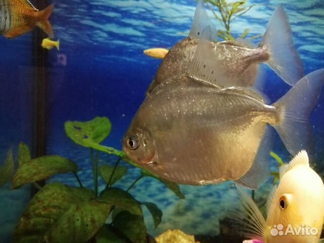 Аквариумный рыбки. Метиннис серебристый