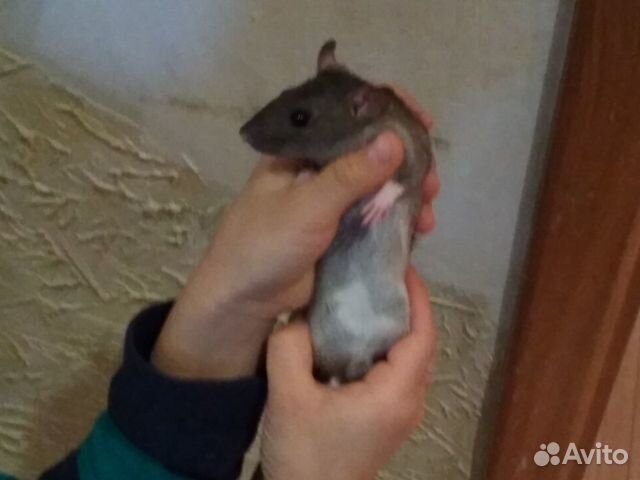 Крысенок девочка серенькая