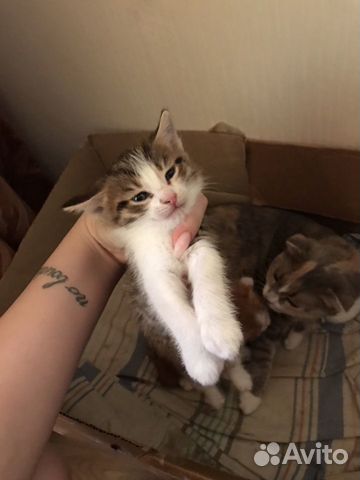 Котята