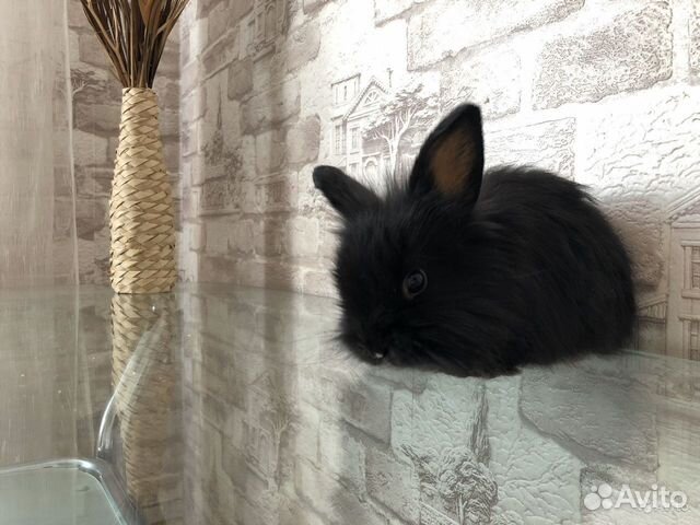 Декоративный кролик (девочка)