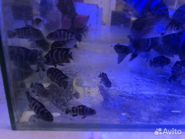 Аквариумные рыбки Малавийские цихлиды