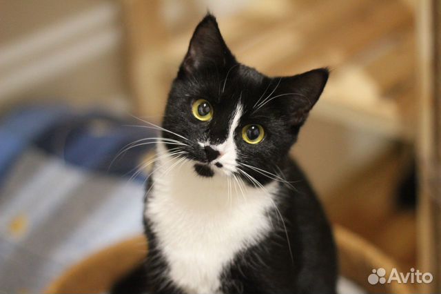 Котенок Тася подросток 9 месяцев