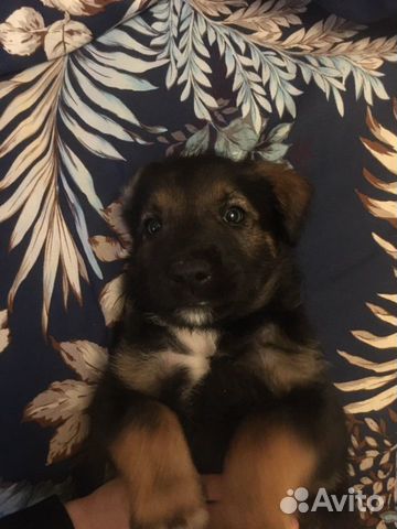 Отдам щеночков в добрые руки