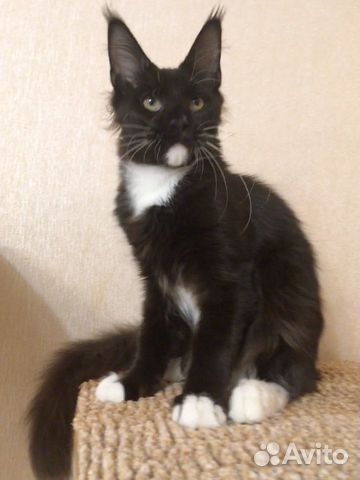 Сказочный котик