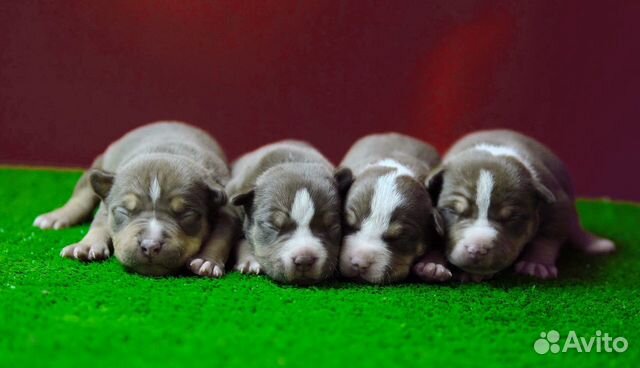 Американский Булли 6 мальчиков 1 девочка