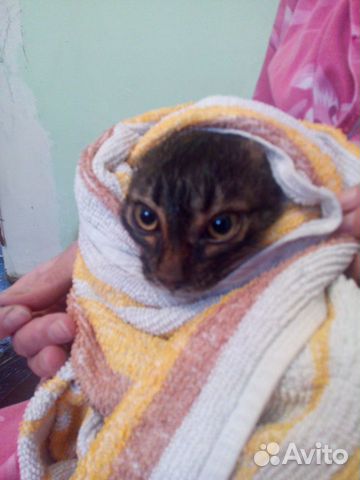 Котёнок в добрые руки