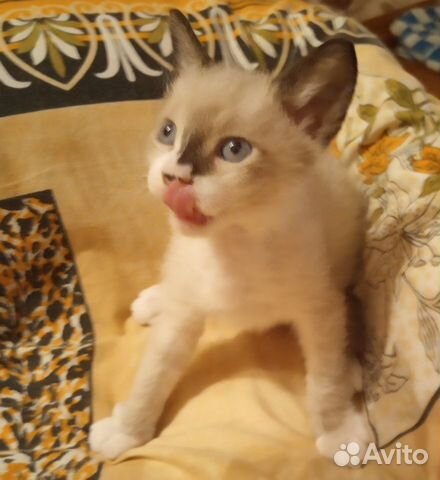 Отдам в добрые руки