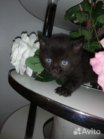 В добрые руки котята