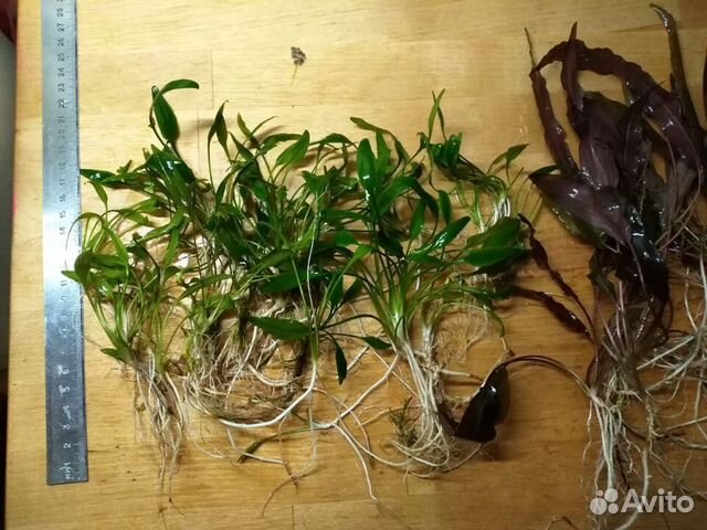 Аквариумные растения Криптокорина