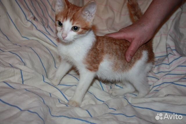 Котик европейский