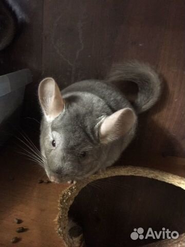 Шиншилла мальчик