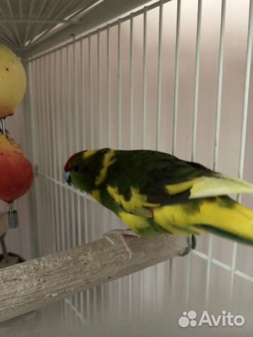 Попугаи (Кокарик и Корелла)